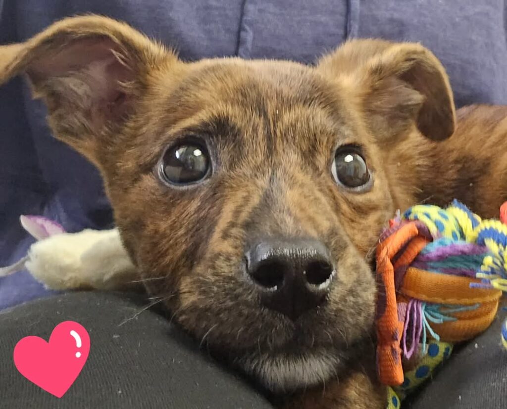 Montague County Animal Rescue, Montague, Texas – Help Us Find Forever ...